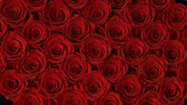 5 Reasons Why Single Roses are the Best Choice! – Rose Forever