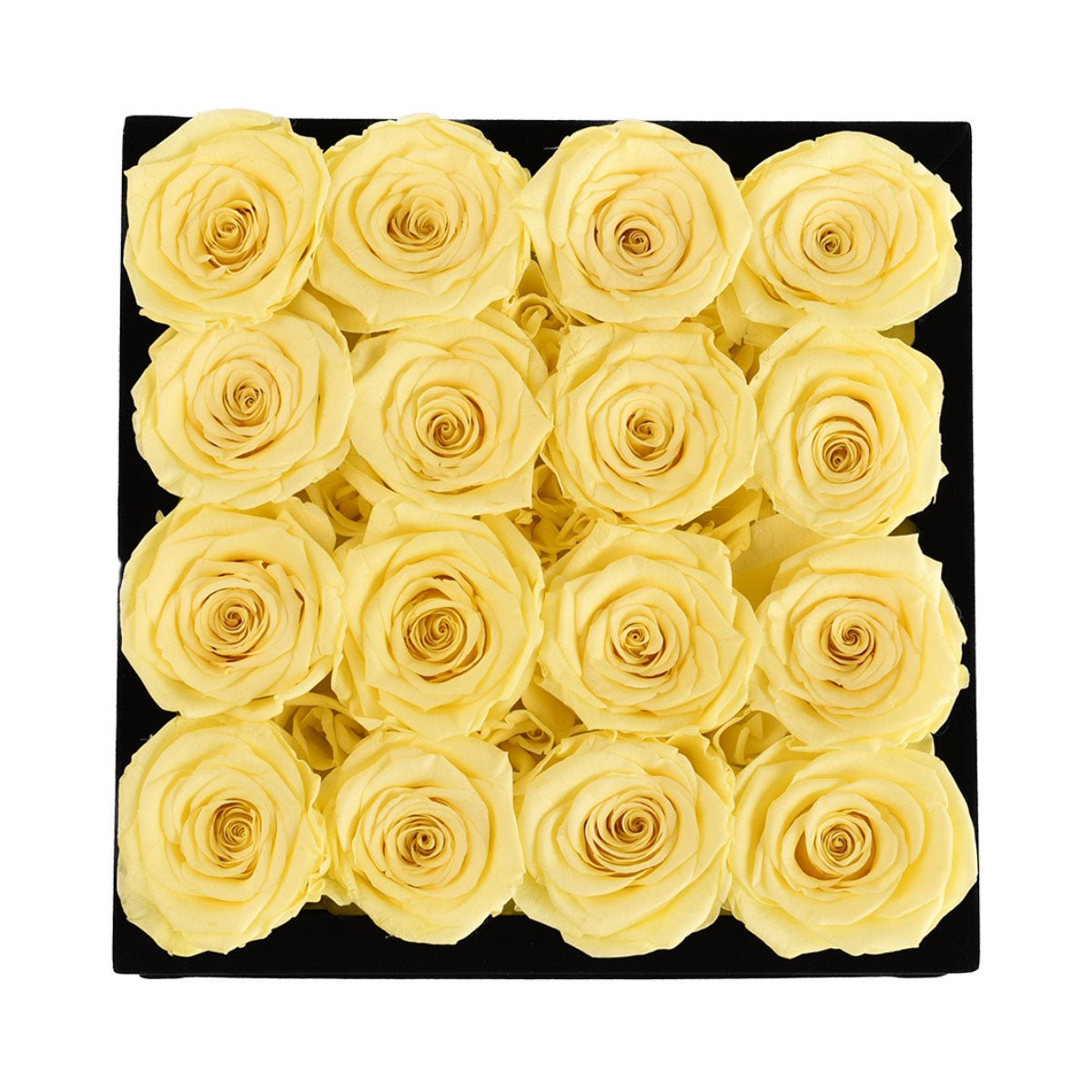 16 Yellow Roses - Black Square Velvet Box | Flower Delivery – Rose Forever